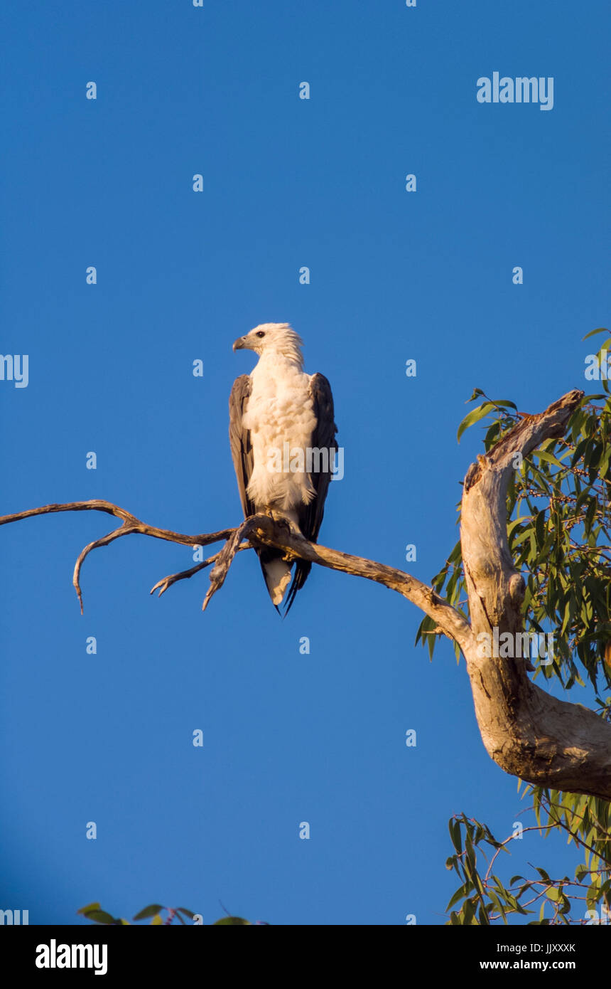 Australian wedge tail eagle hi-res stock photography and images - Alamy