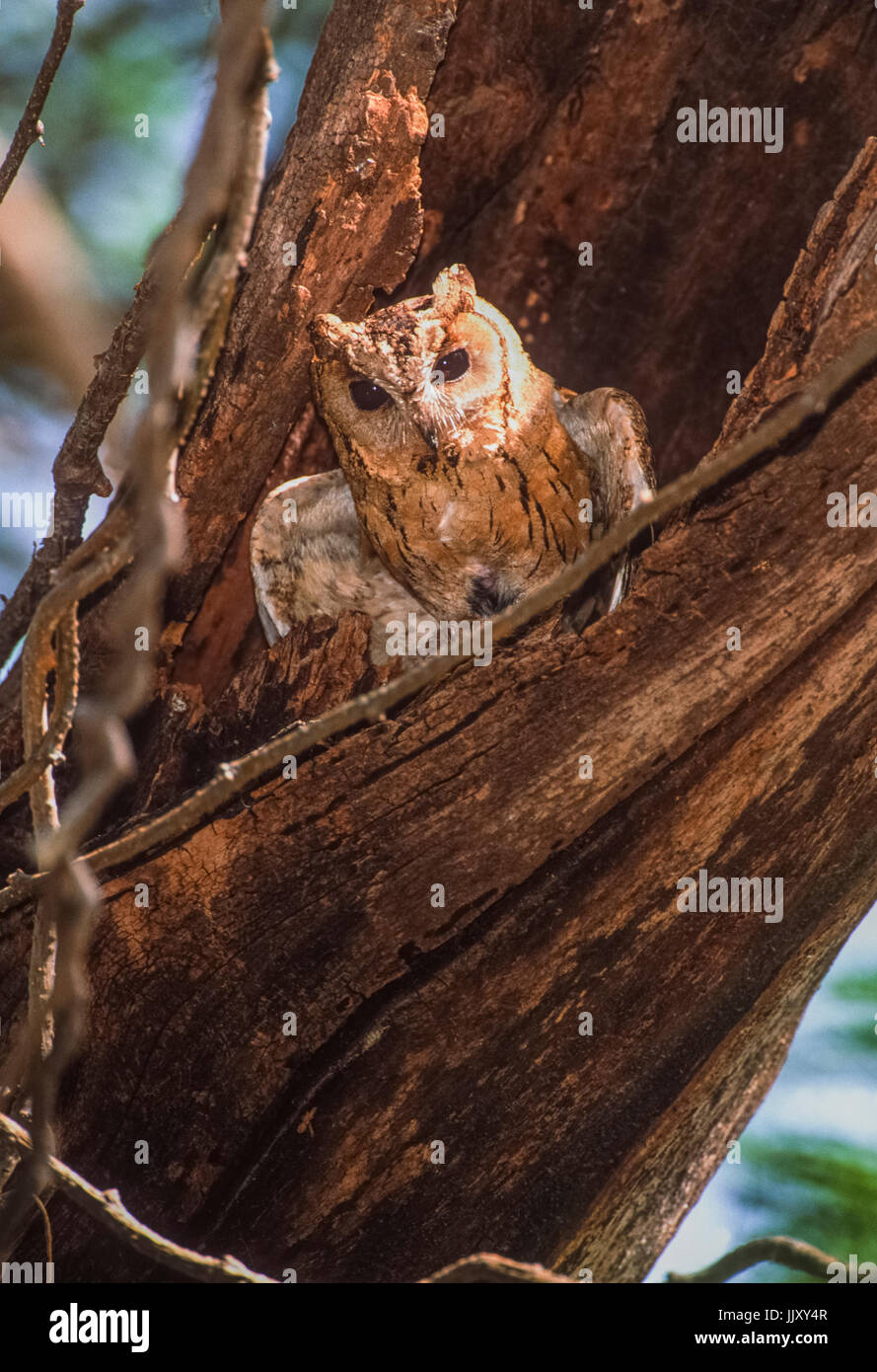 Indian Scops Owl, (Otus bakkamoena), Keoladeo Ghana National Park ...
