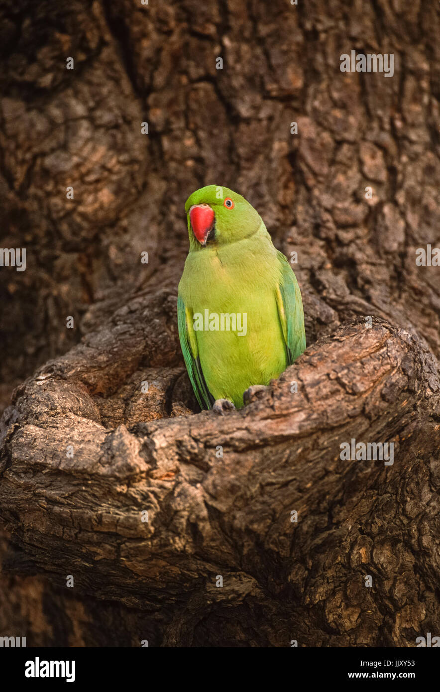 Nesting ring necked parakeets hi-res stock photography and images - Alamy