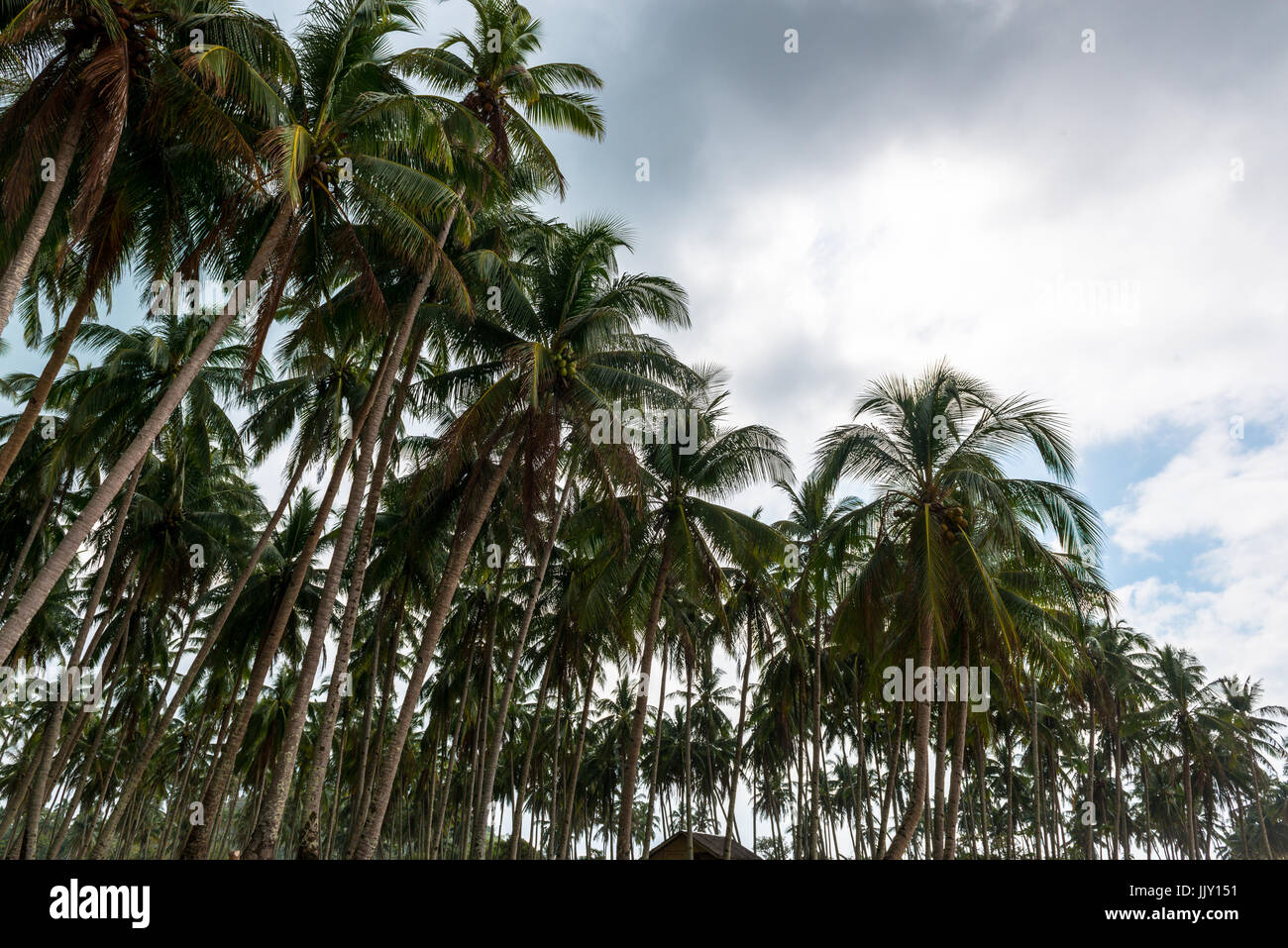 Horizontal picture of coconut trees and a cloudy sky Stock Photo - Alamy