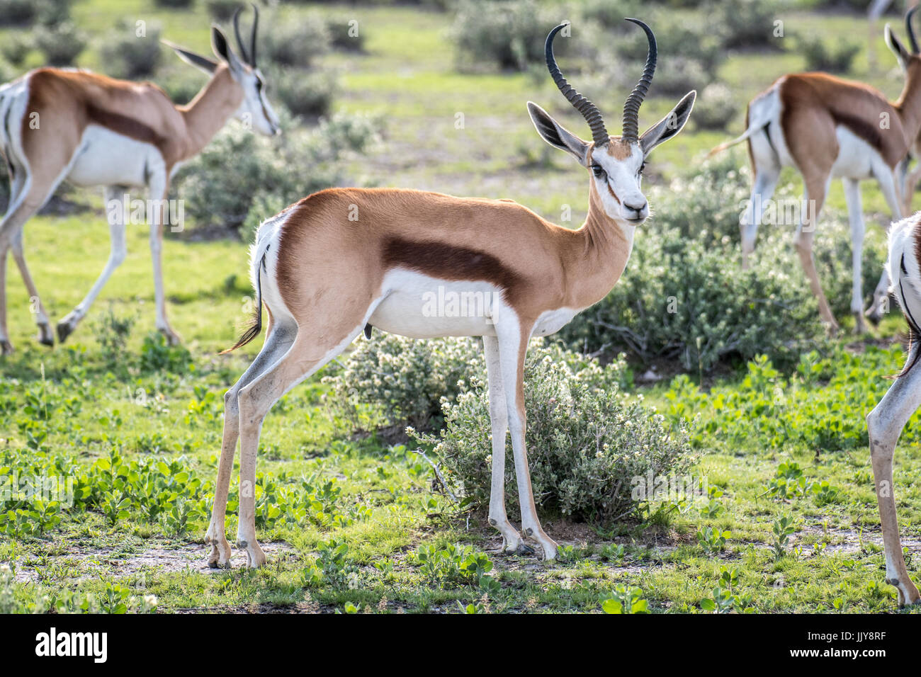 Springbok face hi-res stock photography and images - Alamy