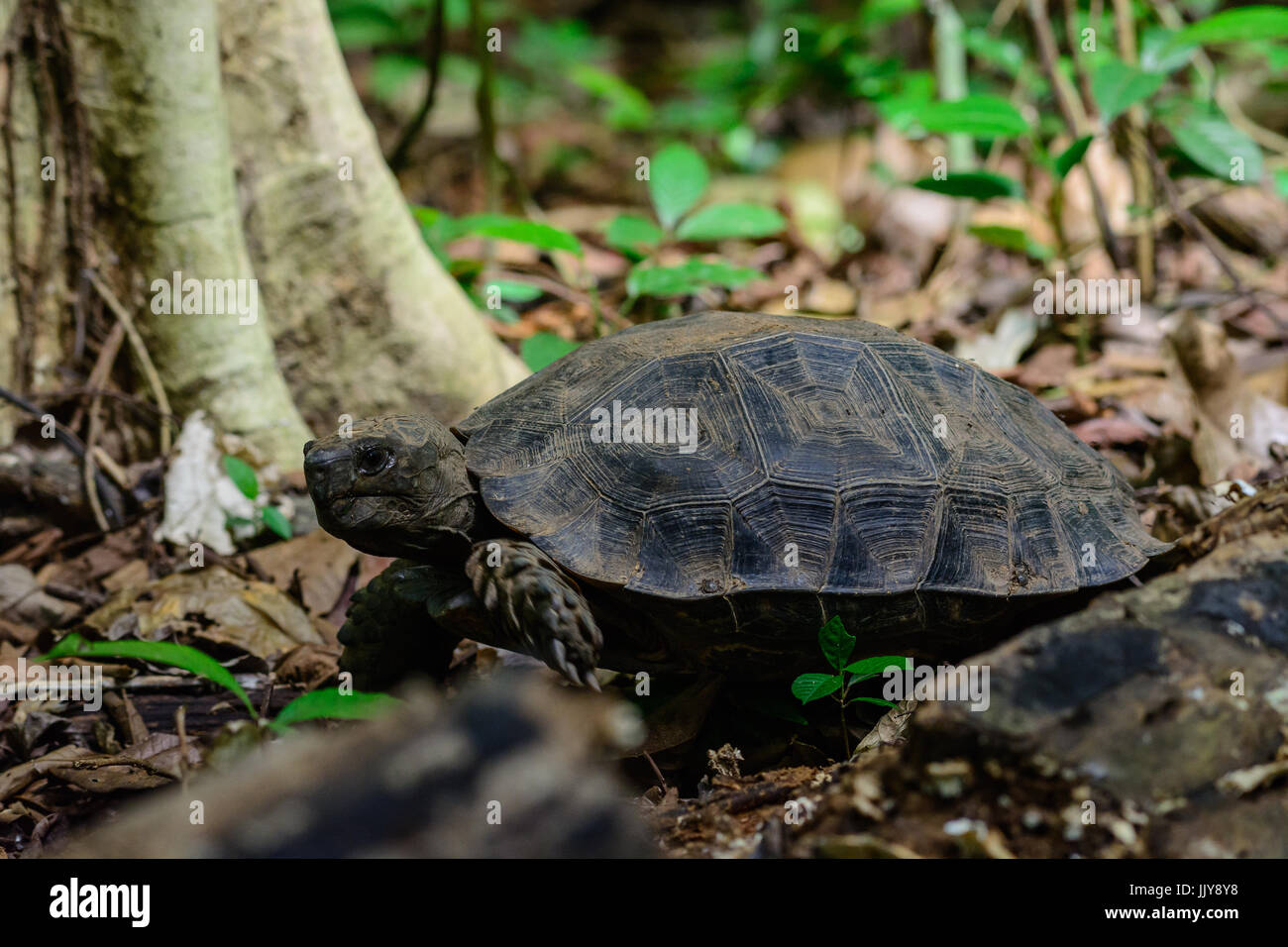 Manouria emys phayei or Asian Giant Tortoise in forest at Kaeng Krachan National Park, Thailand ...
