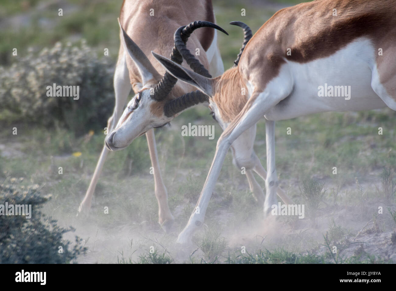 Springbok antelope fighting at Etosha National Park in Namibia, Africa ...