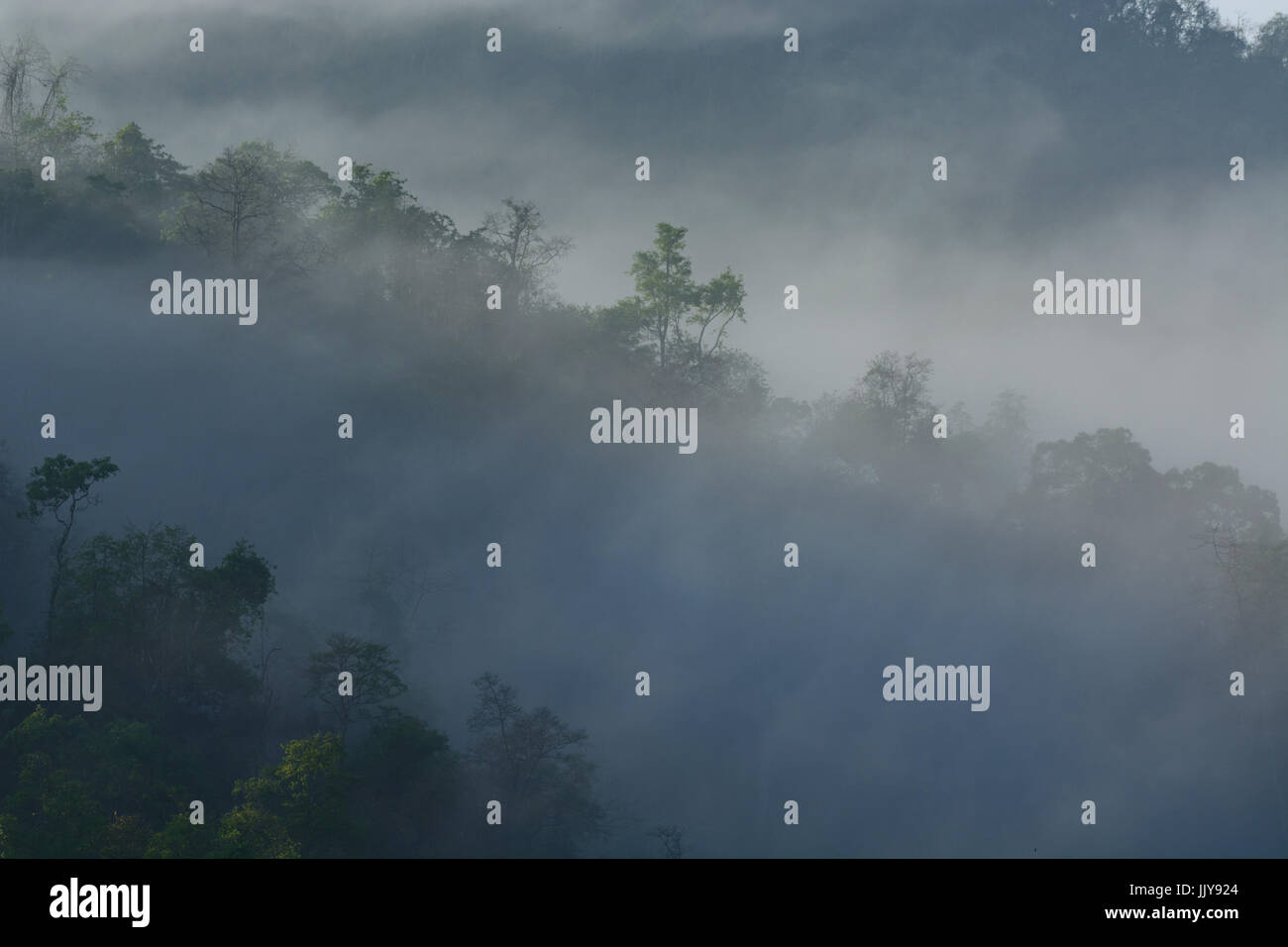 Forested mountain slope in low lying mist, in morning time Stock Photo ...