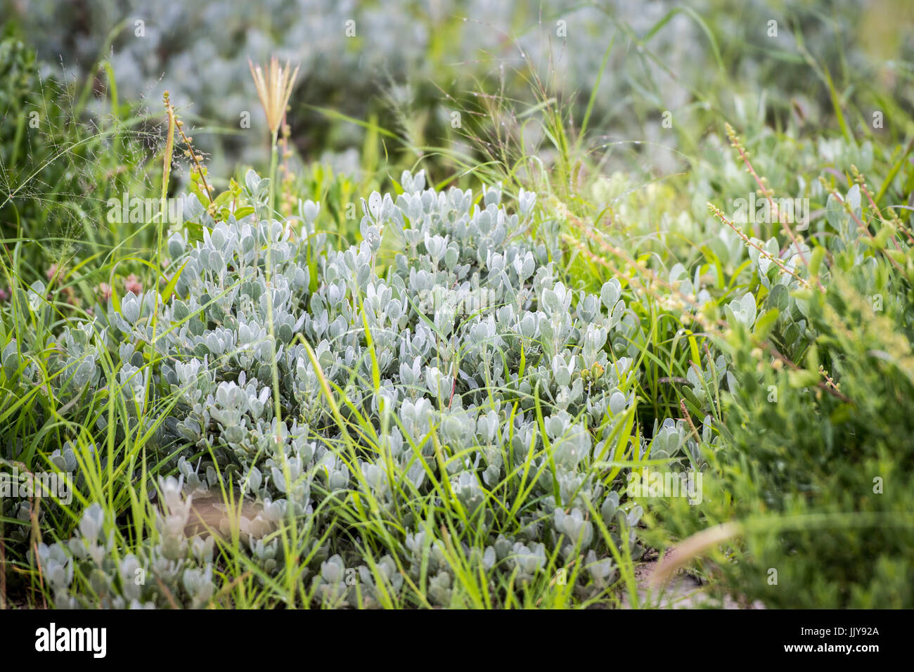 Native african hi-res stock photography and images - Alamy