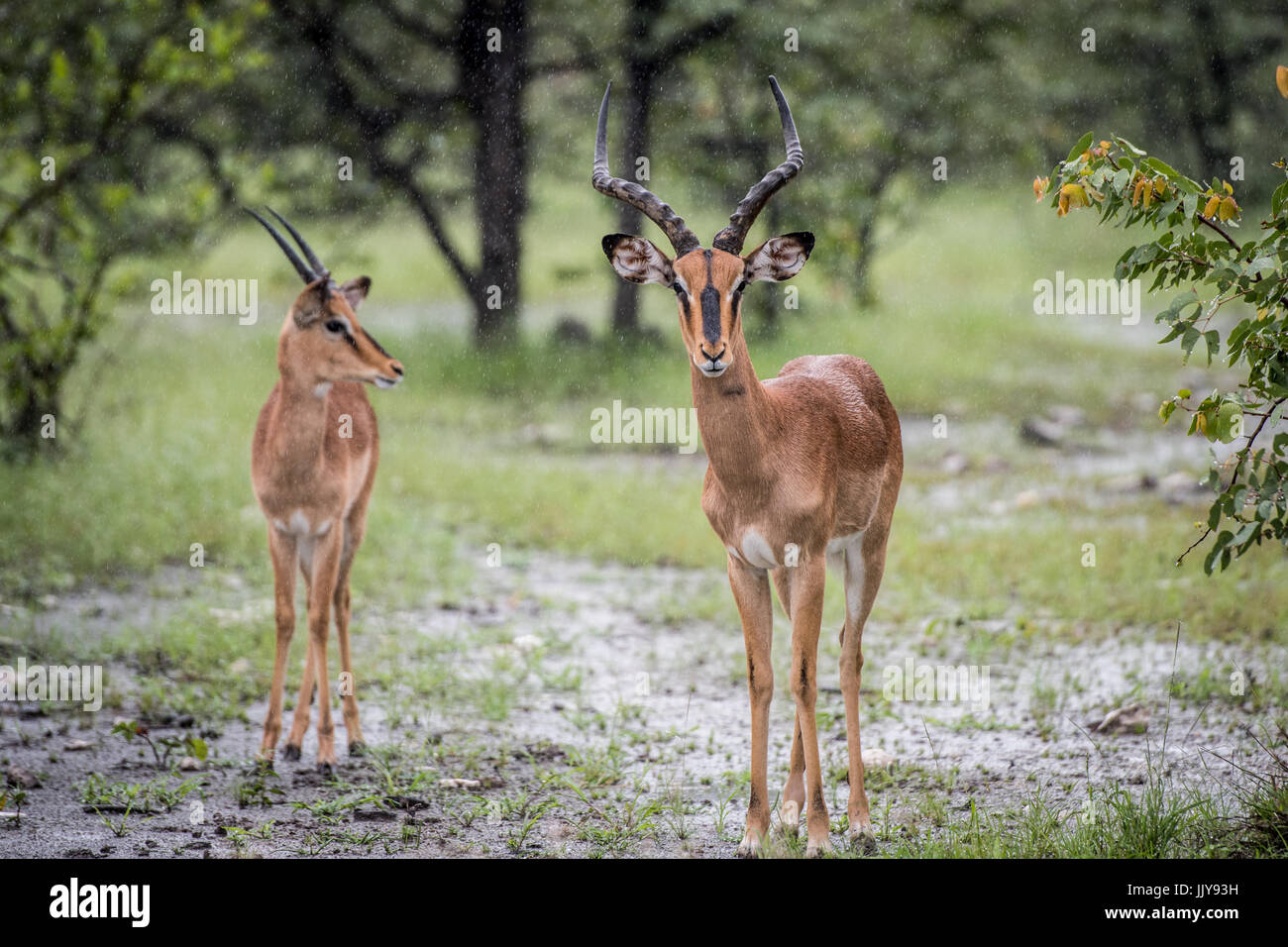 Black-faced impalas at Etosha National Park, Namibia, Africa Stock ...