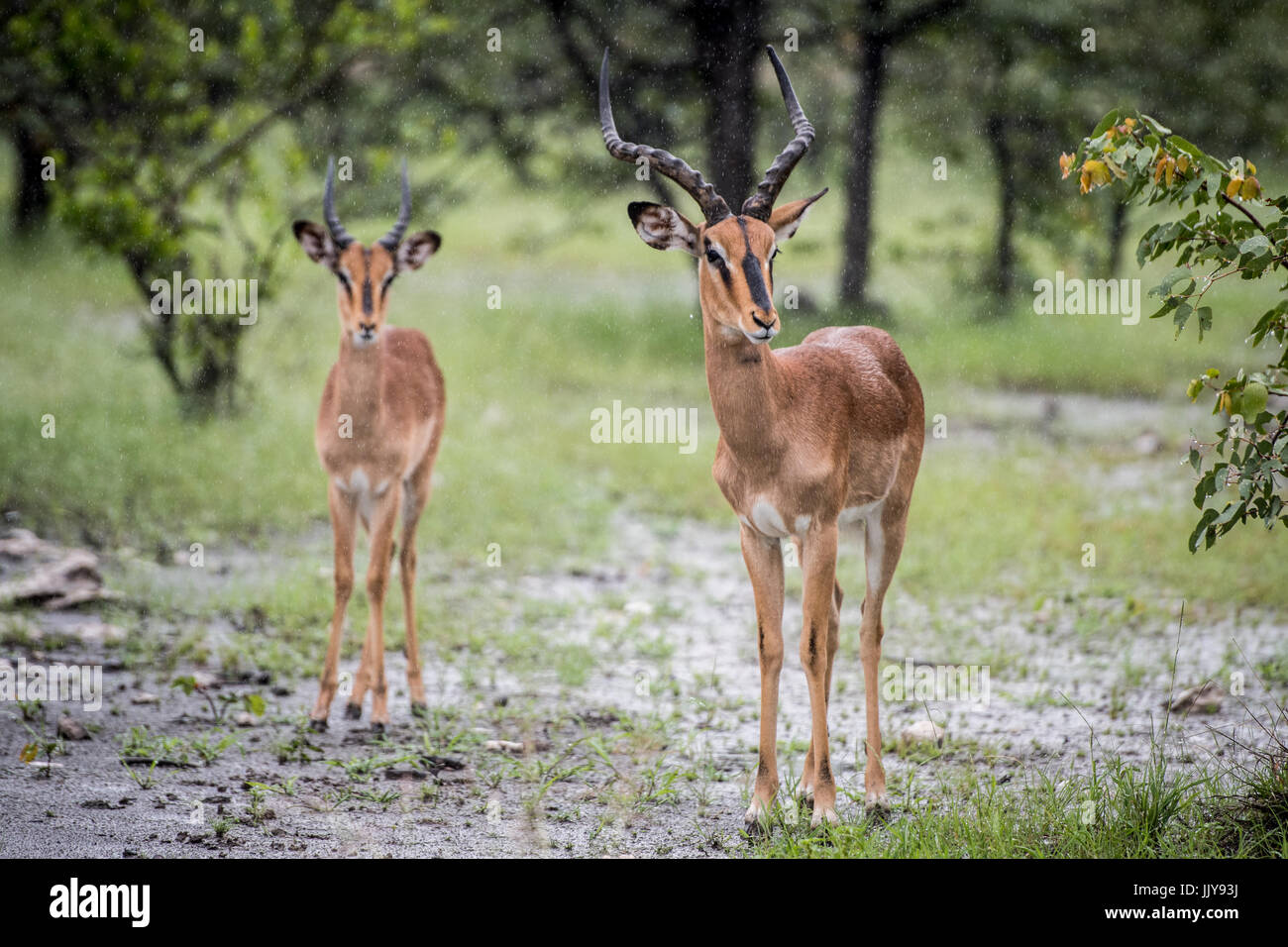 Black faced impalas aepyceros hi-res stock photography and images - Alamy