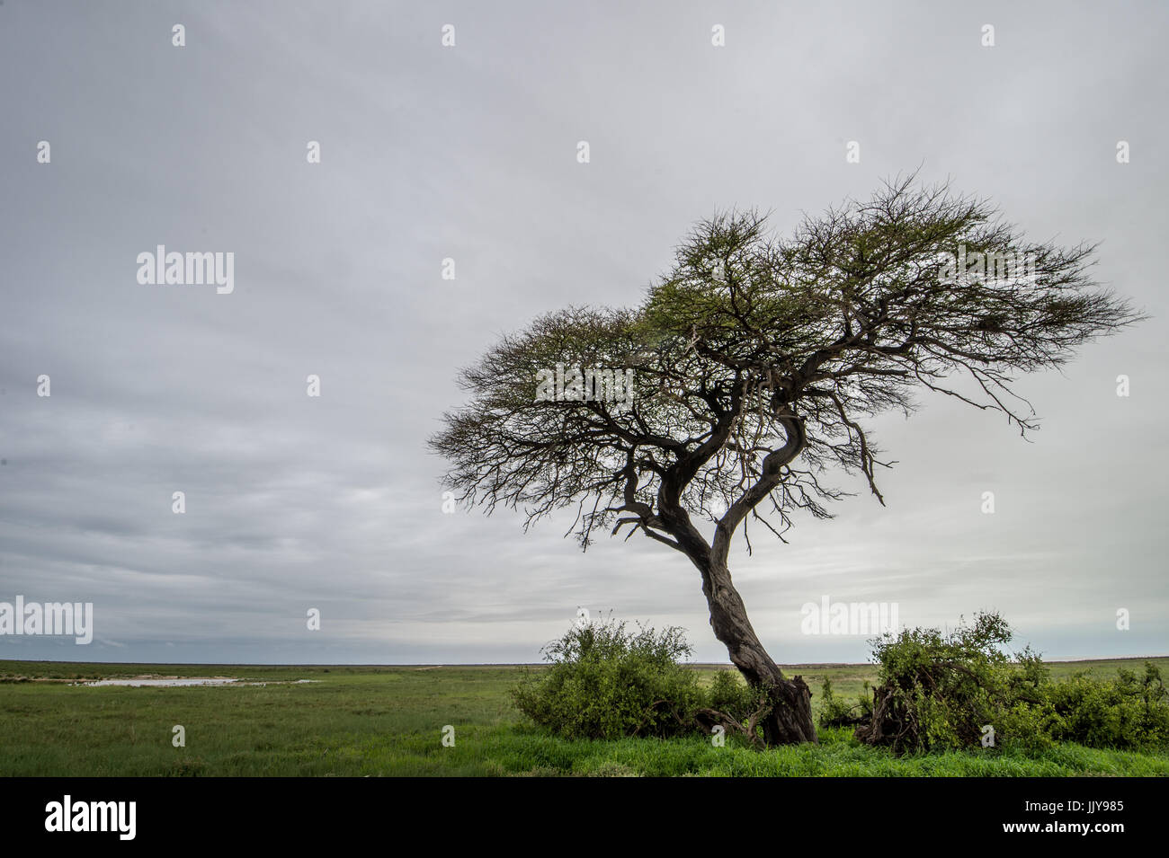 Umbrella thorn acacia tree High Resolution Stock Photography and Images ...