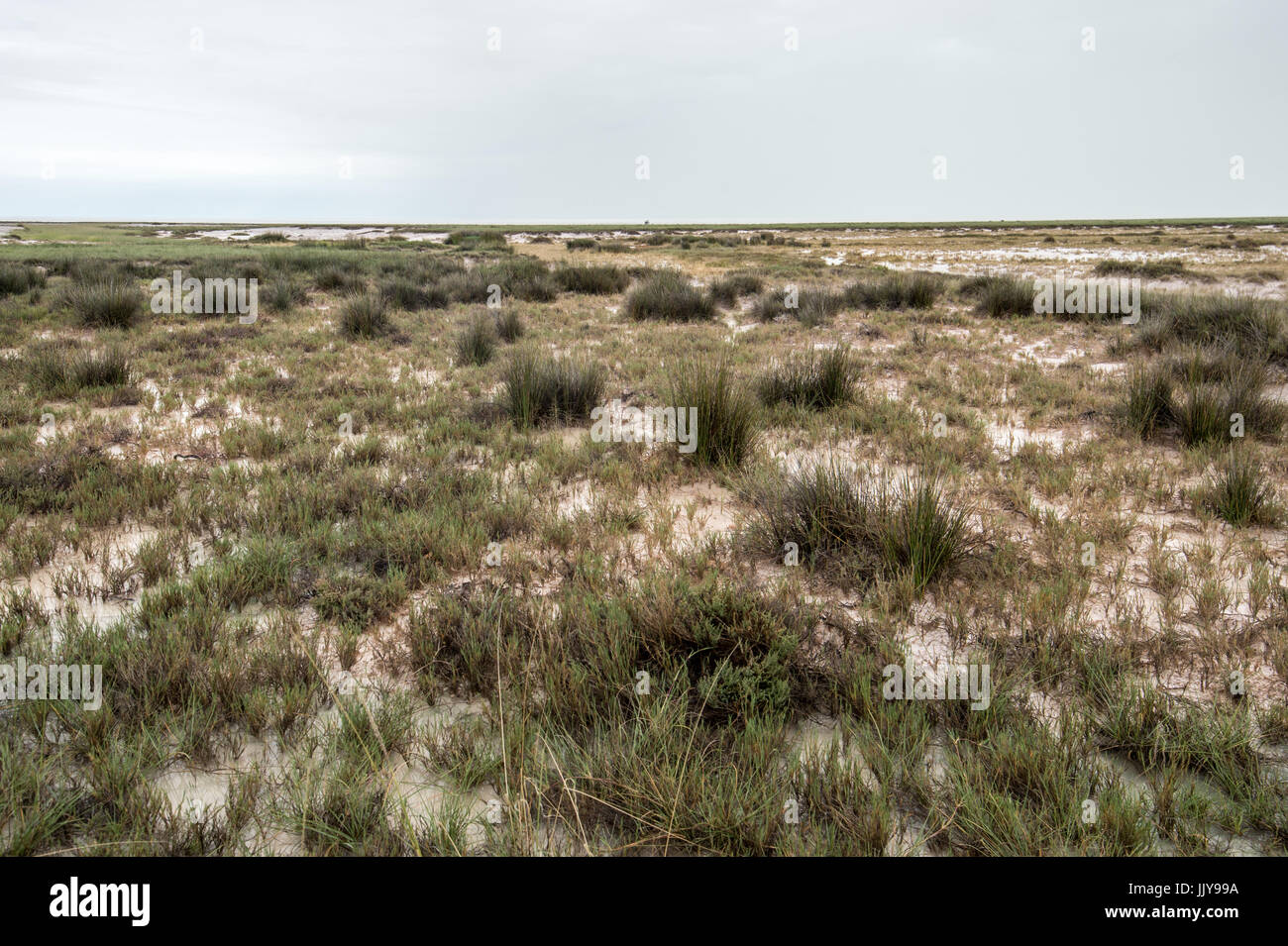 Grassland vegetation of Etosha National Park in Namibia, Africa Stock ...