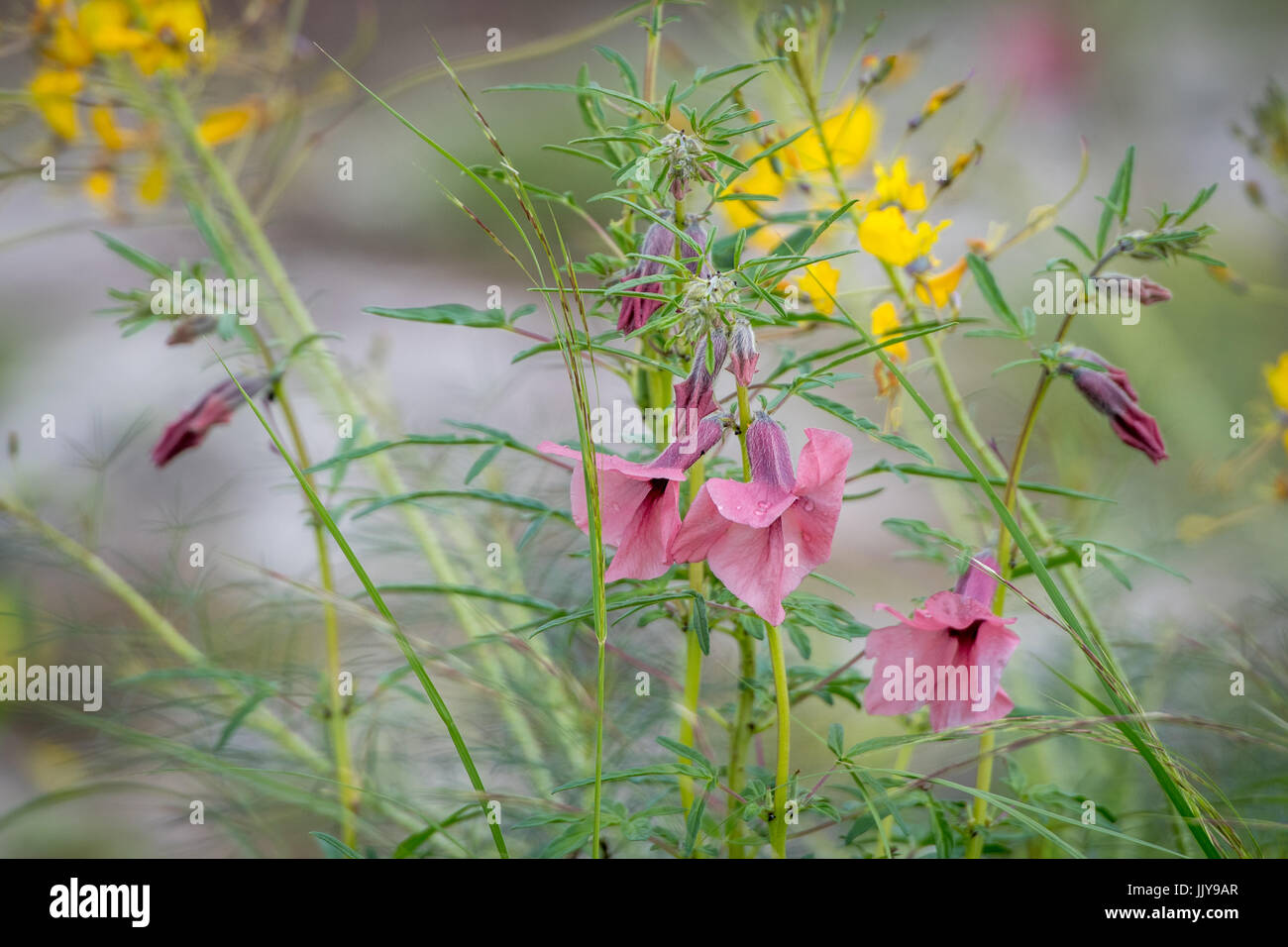 Flowers growing in Etosha National Park, Namibia, Africa Stock Photo ...