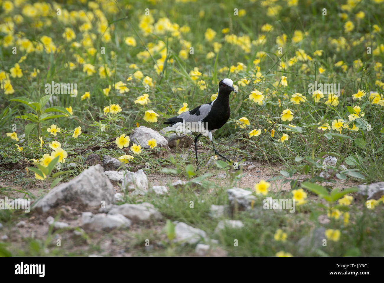 Scurrying hi-res stock photography and images - Alamy