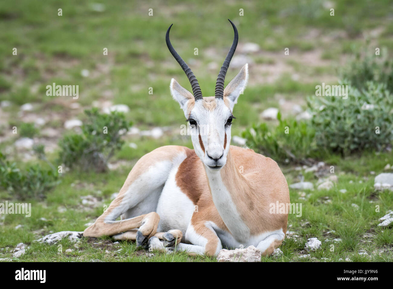 Young gemsbok antelope resting in the grasslands of Etosha National ...