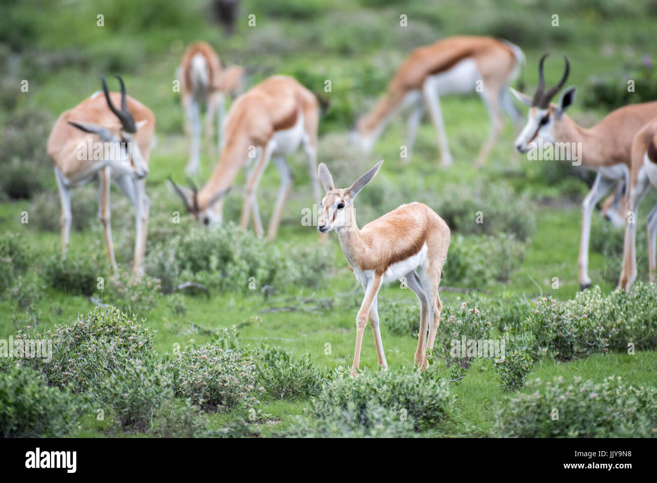 Young gemsbok hi-res stock photography and images - Alamy