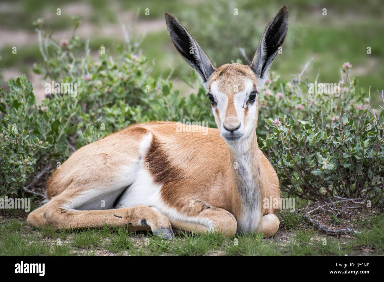 Springbok ears hi-res stock photography and images - Alamy