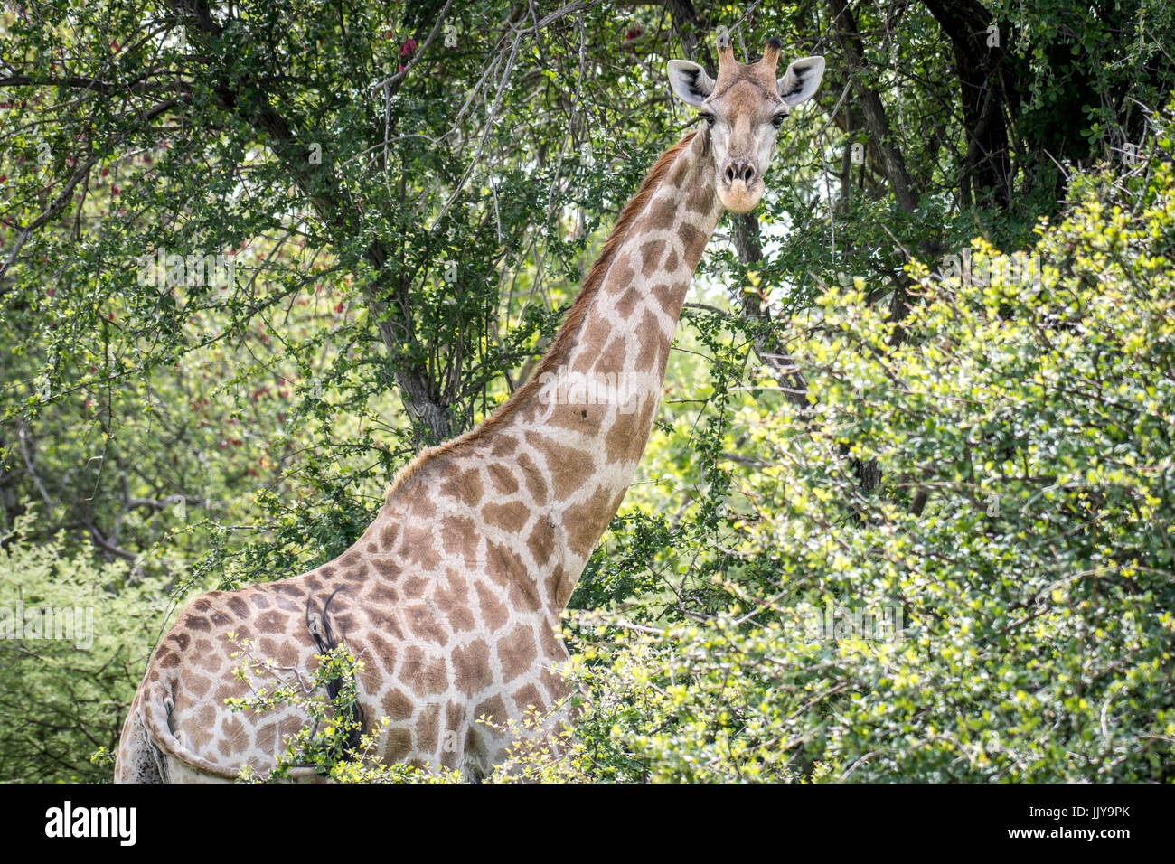 Giraffe looking behind hi-res stock photography and images - Alamy