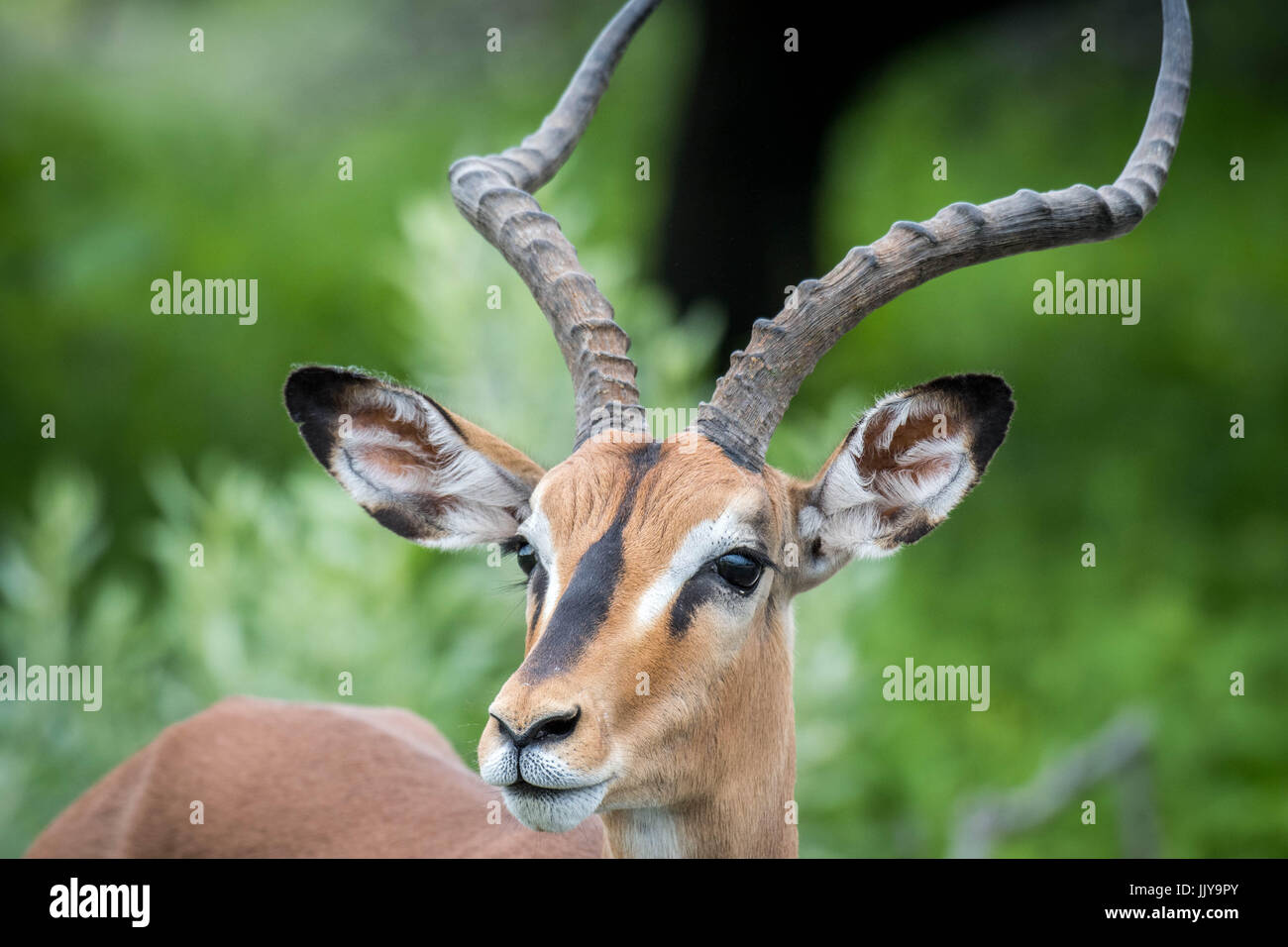 Blackfaced impala hi-res stock photography and images - Alamy
