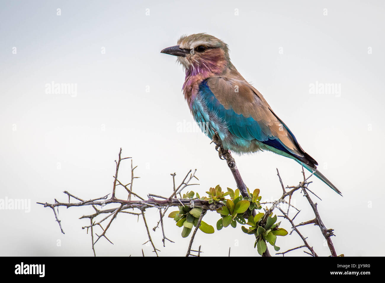 Gewone troupant hi-res stock photography and images - Alamy