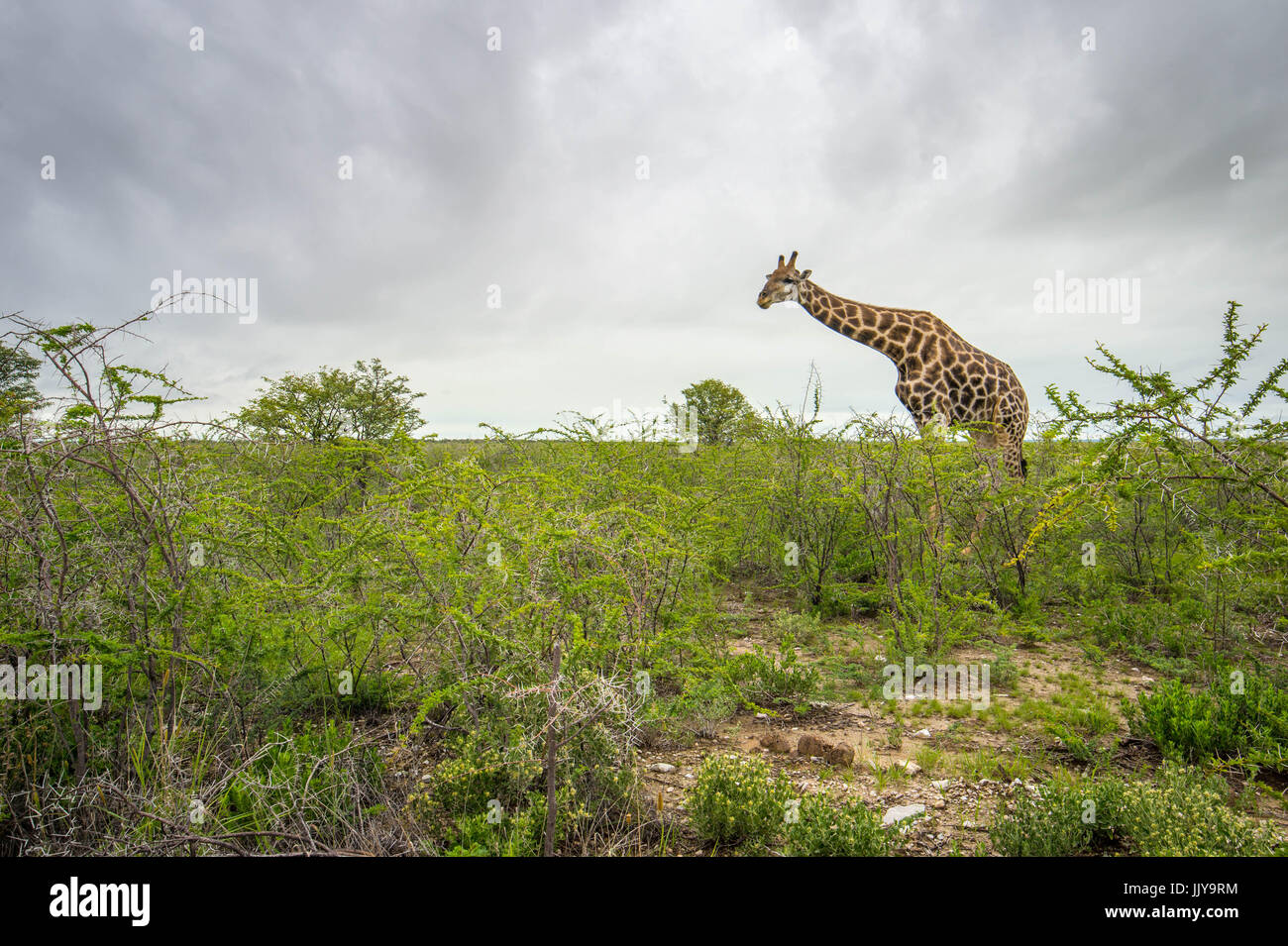 An angolan giraffe moves through the open grassland at Etosha National ...