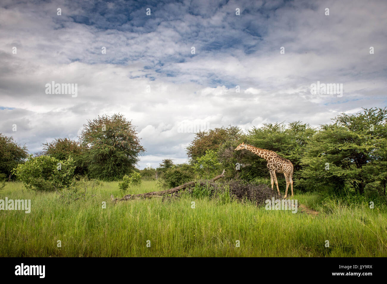 An angolan giraffe moves through the open grassland at Etosha National ...