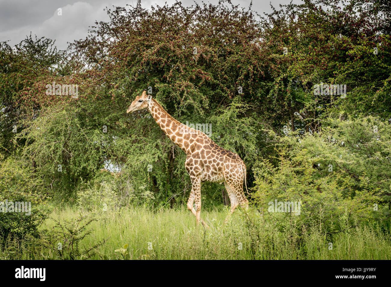 Giraffe in open grassland hi-res stock photography and images - Alamy