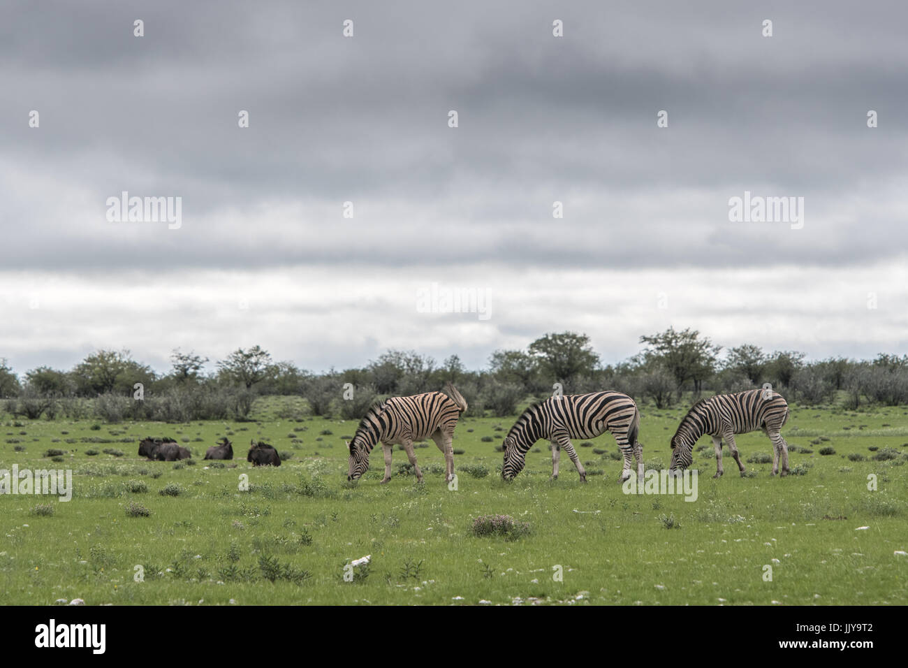 Plains Zebras graze the grasslands at Etosha National Park in Namibia ...