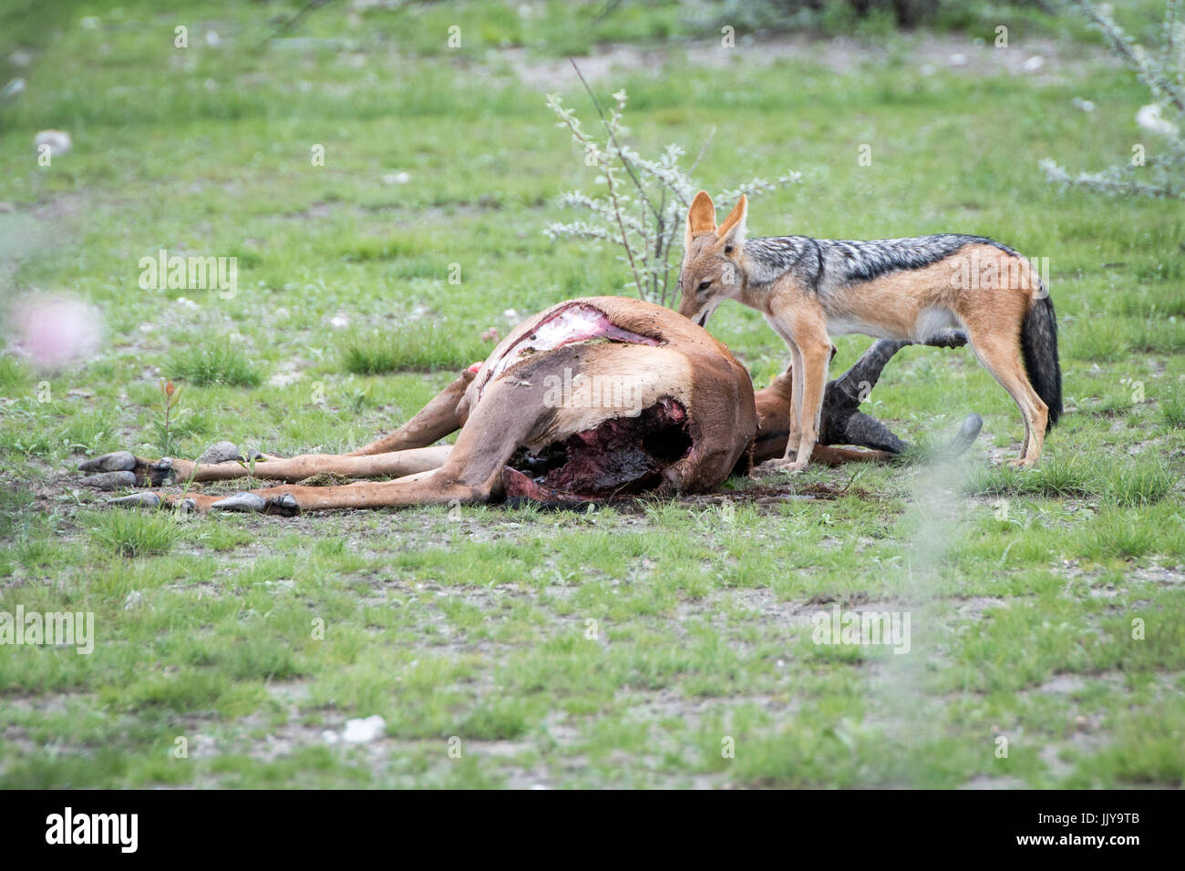 A young black-backed jackal picks at the remains of an impala carcass ...