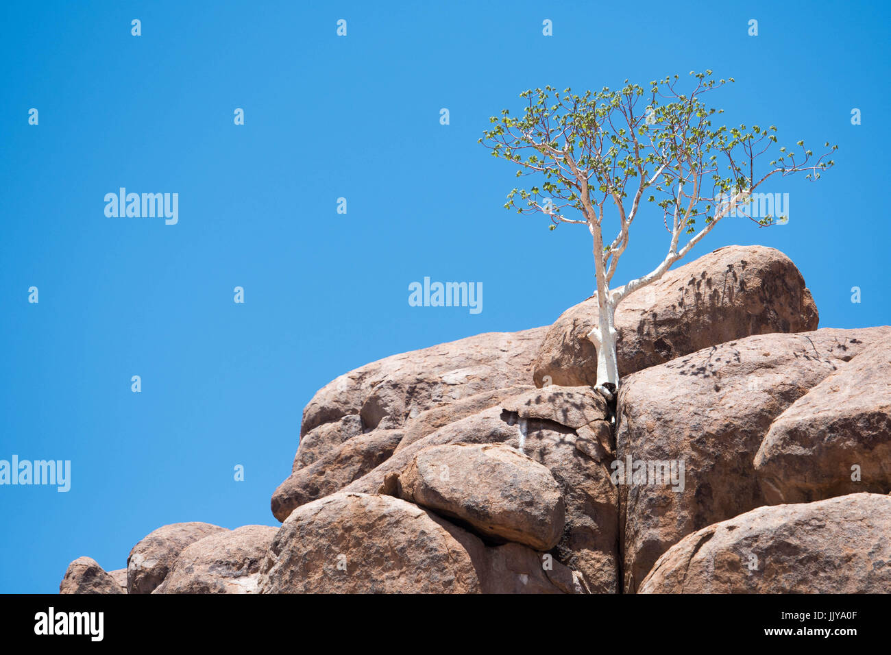 A small tree grows from a boulder formation in Twyfelfontein, Namibia ...