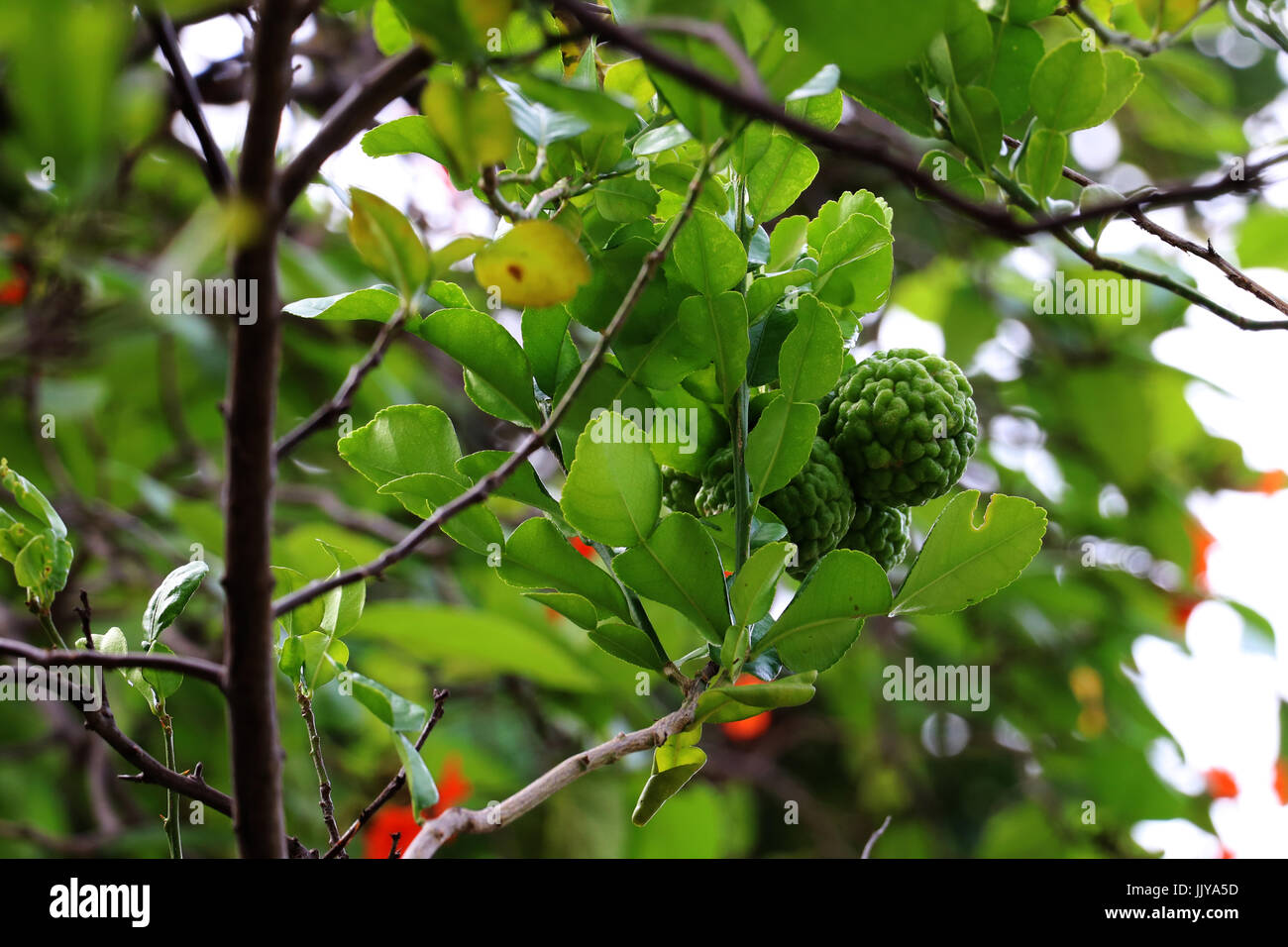 bergamot tree,focus at green bergamot on tree surrounded by natural ...