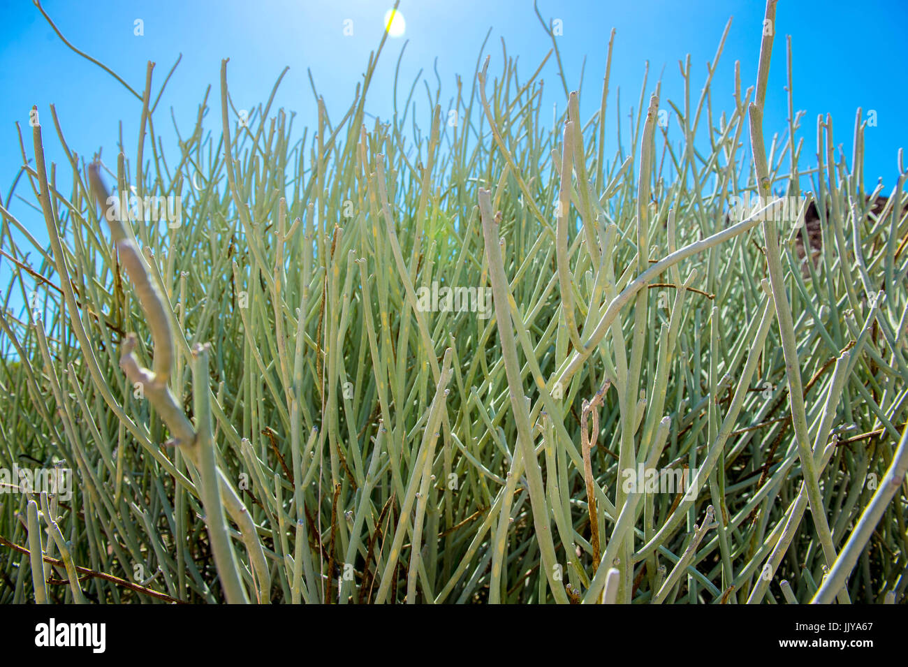 Large Euphorbia damarana also known as Damara milk-bushplant growing in ...