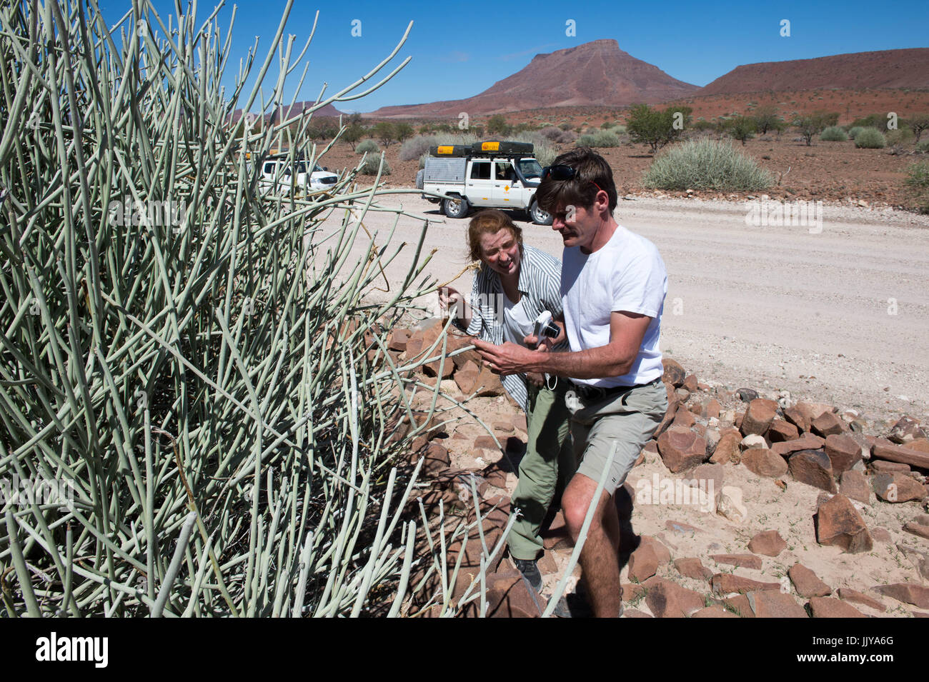 Tourists playing with the large Euphorbia damarana also known as Damara ...
