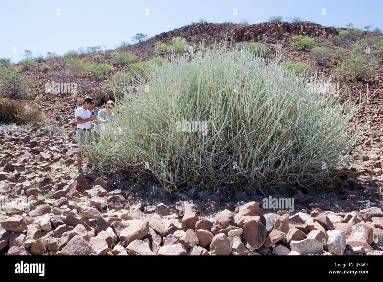 Large Euphorbia damarana also known as Damara milk-bushplant growing in ...