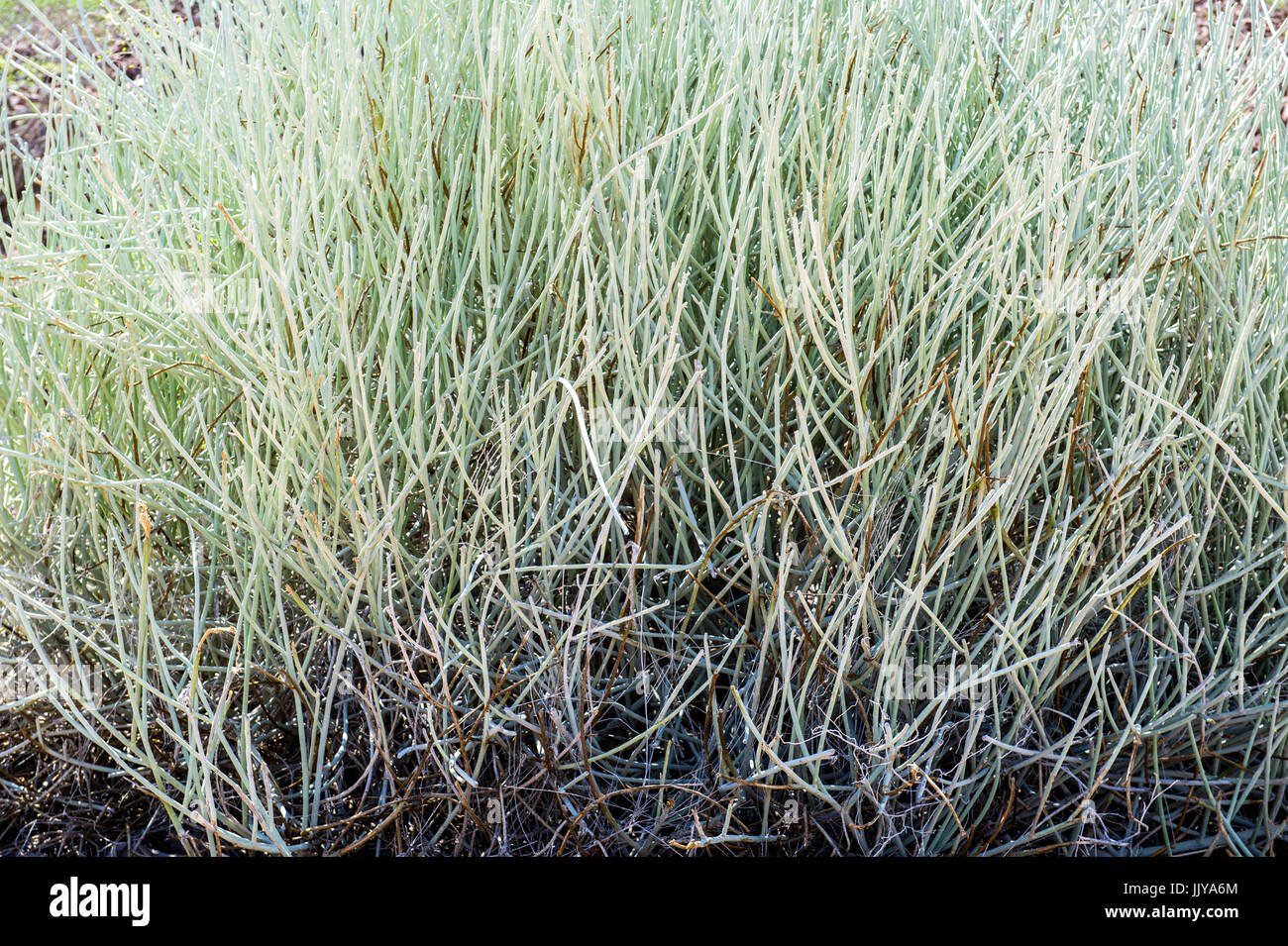 Large Euphorbia damarana also known as Damara milk-bushplant growing in ...