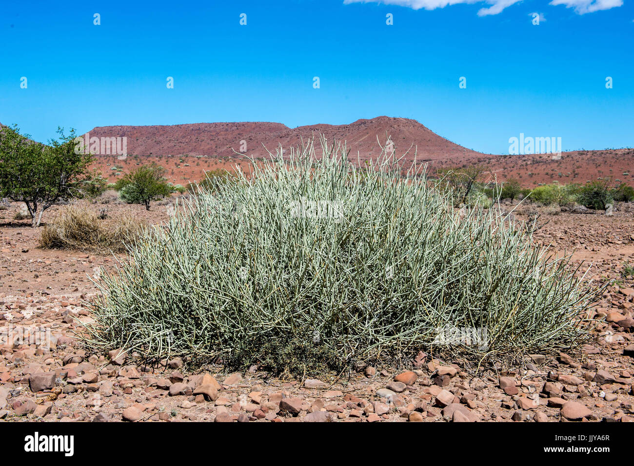 Large Euphorbia damarana also known as Damara milk-bushplant growing in ...