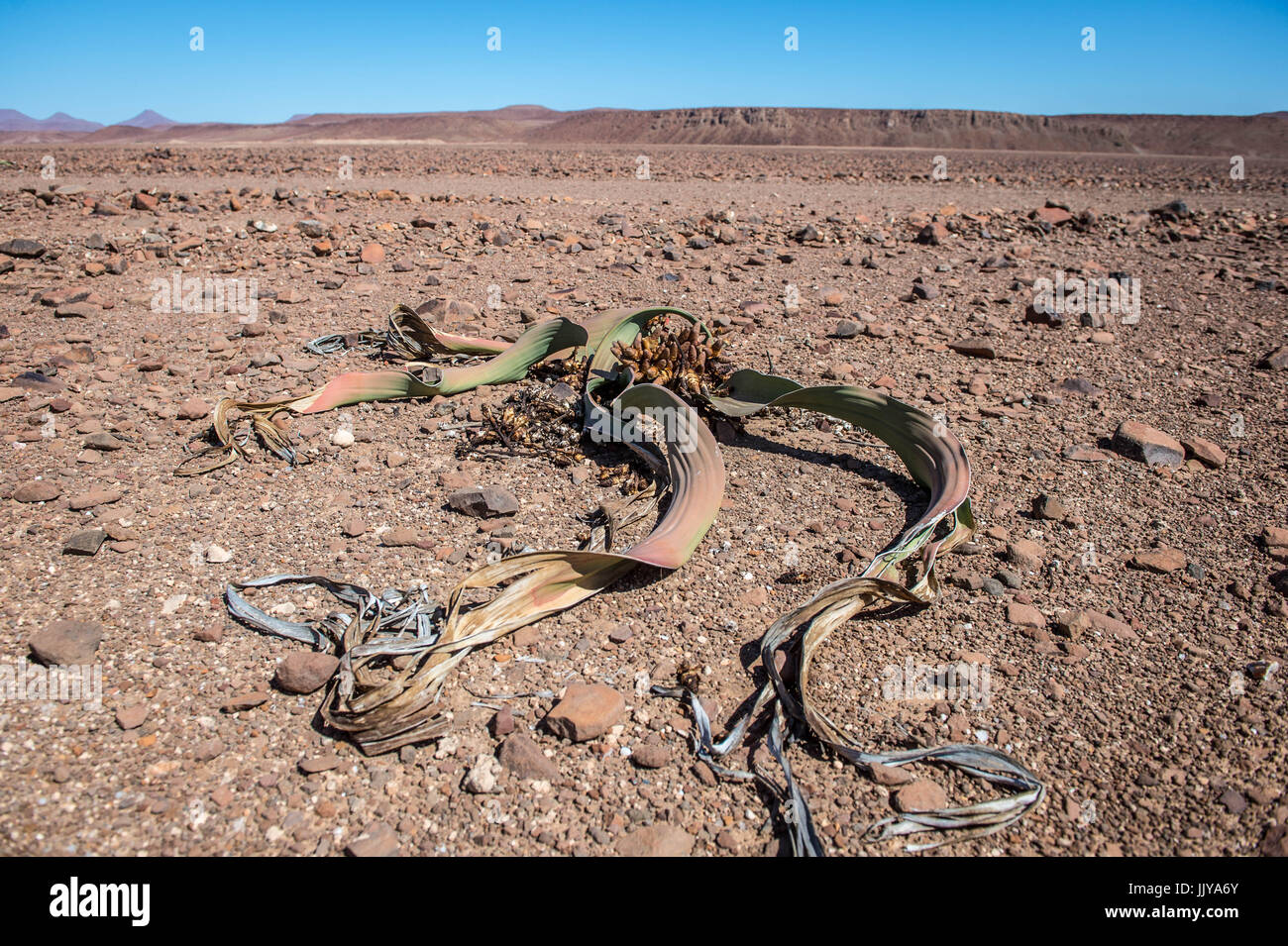A dying Welwitschia plant in the Namib desert, in Namibia, Africa Stock ...
