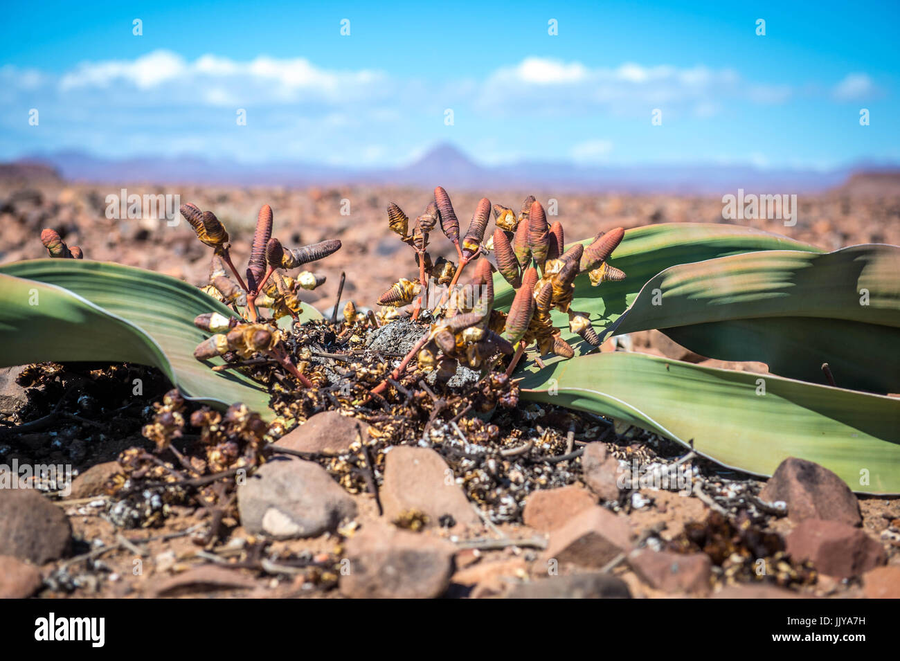 A Welwitschia plant and its cones in the Namib desert, Namibia, Africa ...