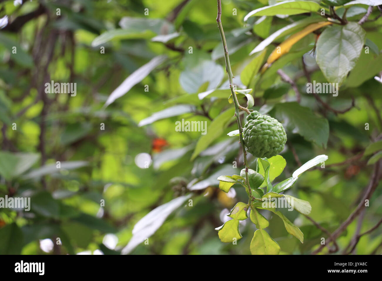 bergamot tree,focus at green bergamot on tree surrounded by natural ...