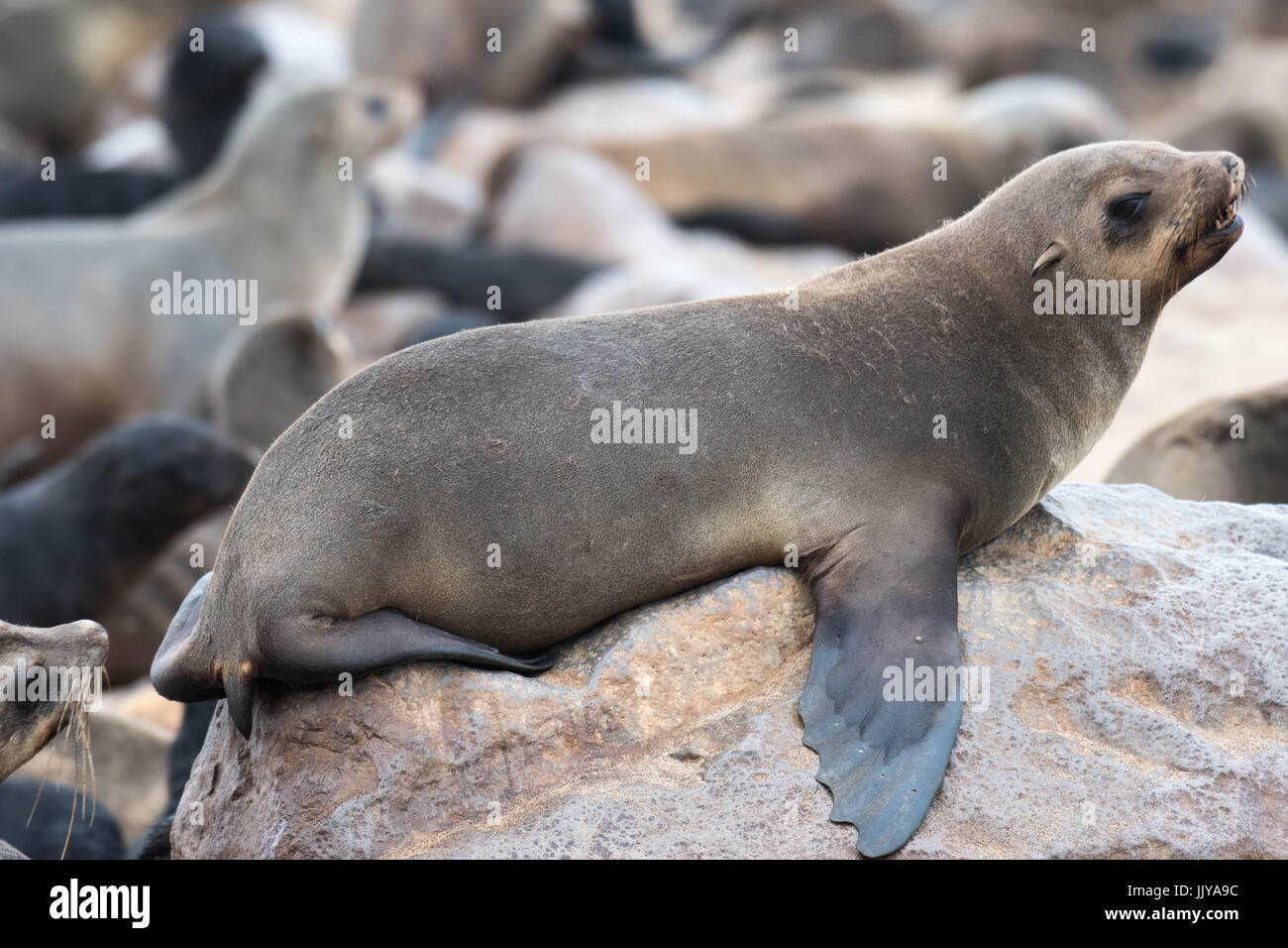 A seal resting on a large rock at the Cape Cross Seal Reserve, located ...