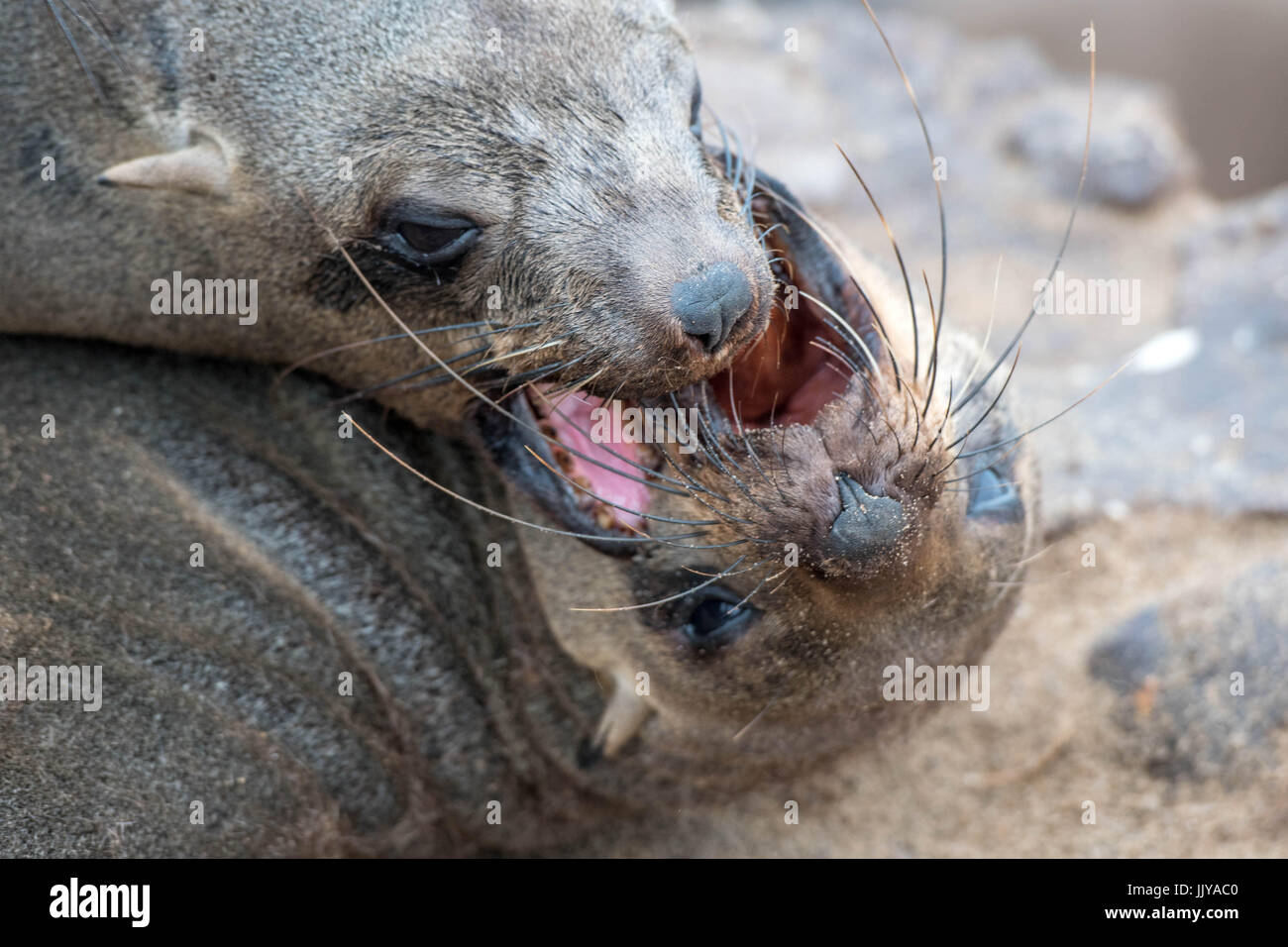 Seals being playful with one another at the Cape Cross Seal Reserve ...