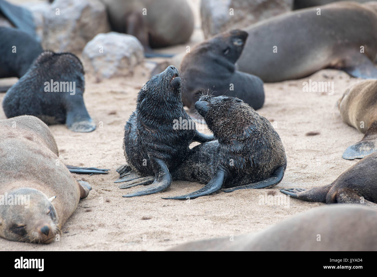 Young cape fur seals are playing together at the Cape Cross Seal ...