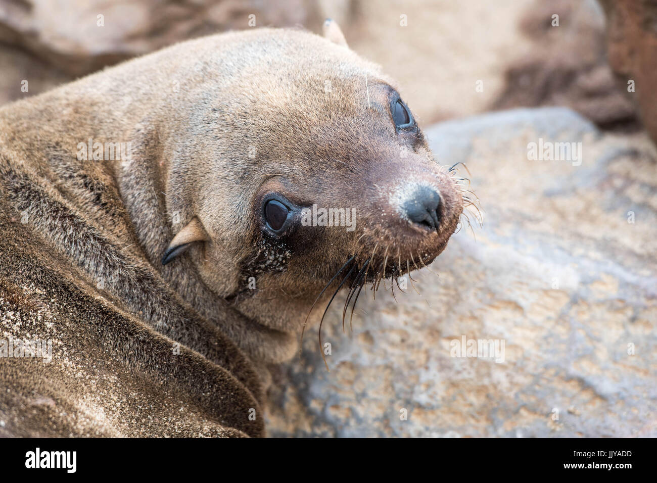 A close up view of a seal at the Cape Cross Seal Reserve, located in ...