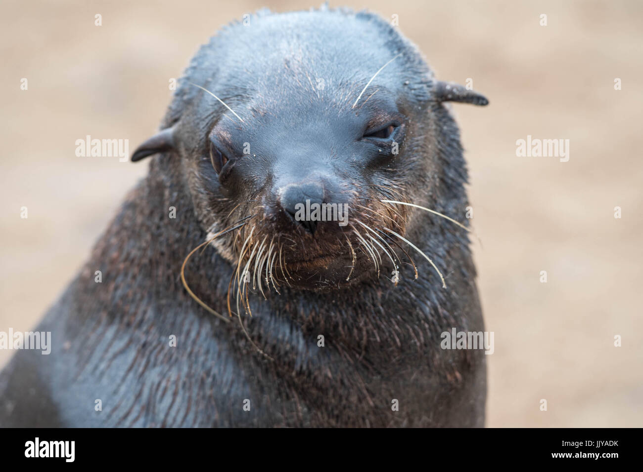 A close up view of a seal at the Cape Cross Seal Reserve, located in ...