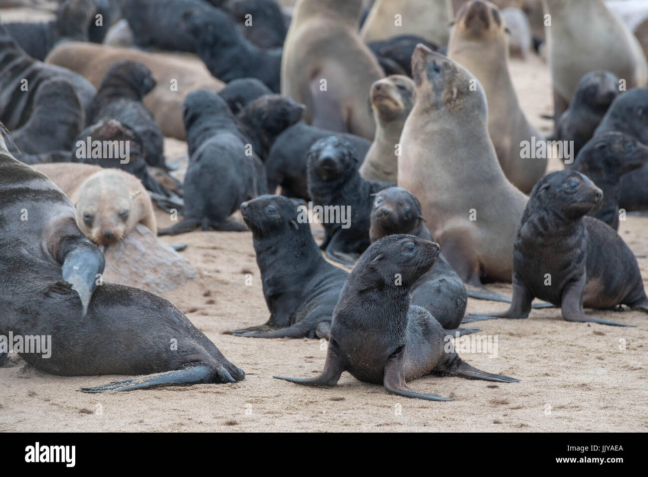 Young cape fur seals are gathered at the Cape Cross Seal Reserve ...