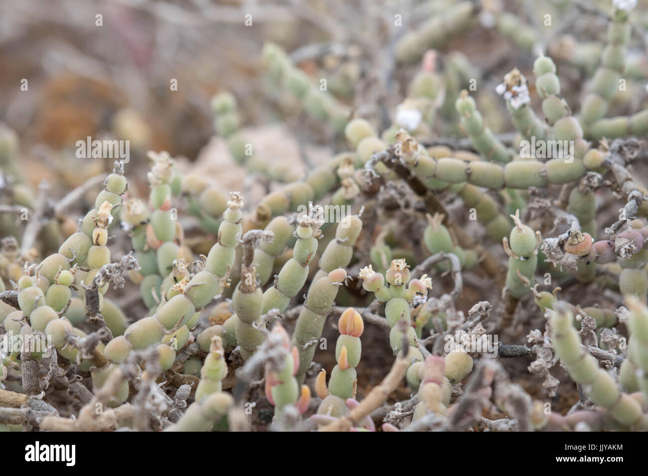 Lichen growing near Cape Cross Seal Reserve, located in Namibia, Africa ...