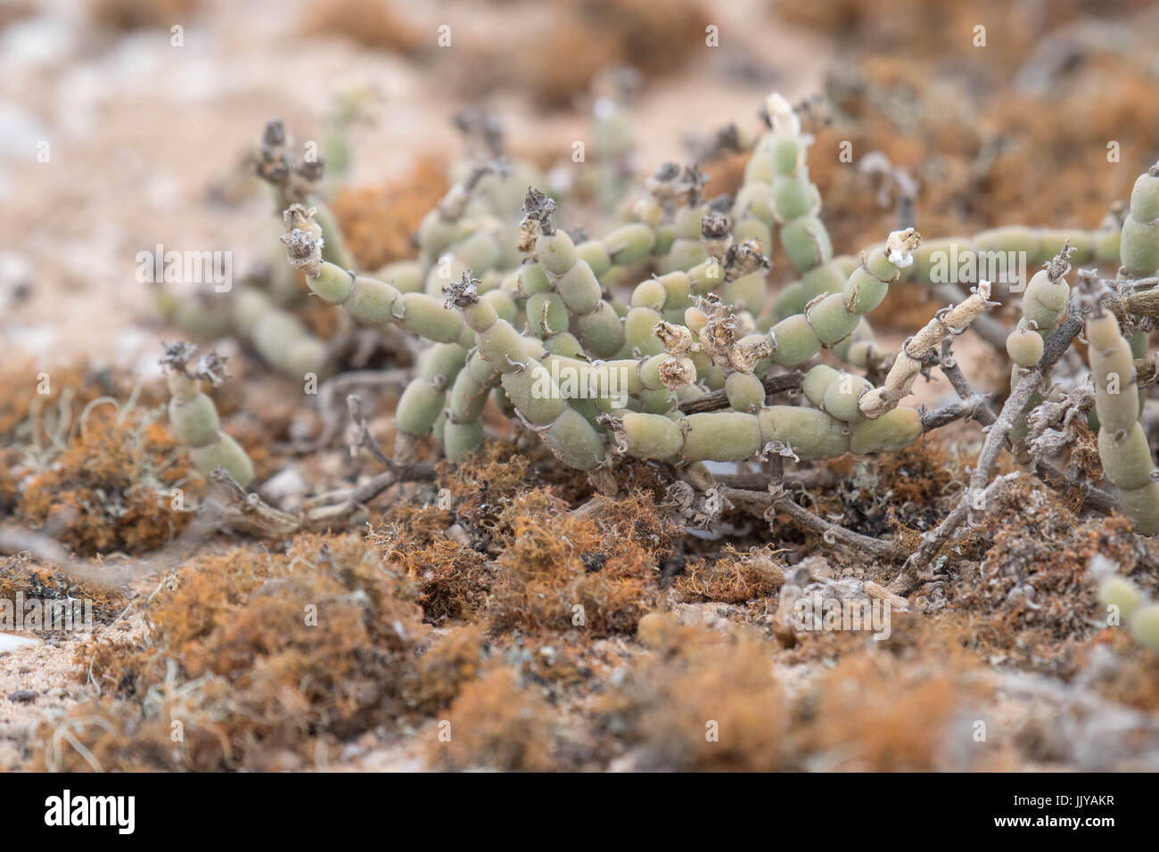 Lichen growing near Cape Cross Seal Reserve, located in Namibia, Africa ...