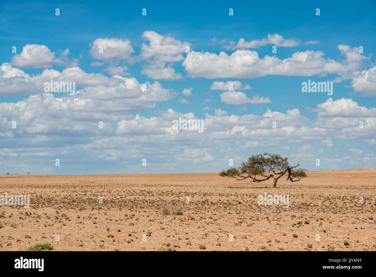 Acacia tree in the Namib desert, located in Namibia, Africa Stock Photo ...