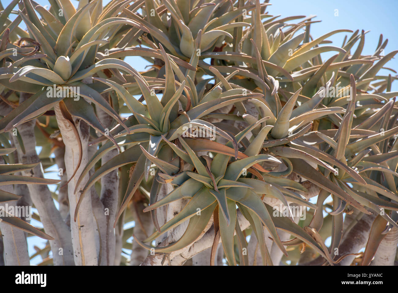 Aloe dichotoma (quiver tree or kokerboom) in the Namibia Desert Stock Photo - Alamy