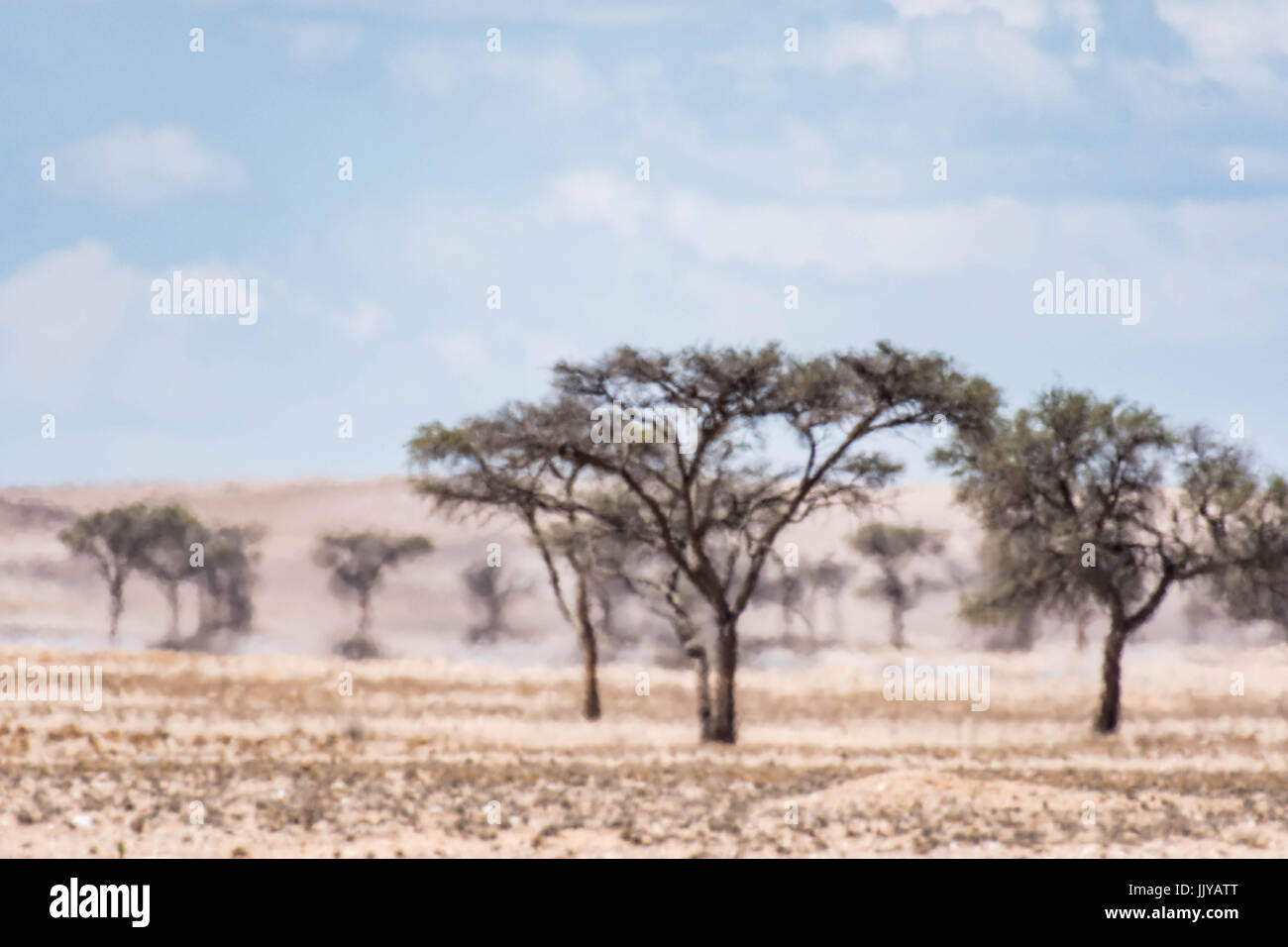 Acacia trees in the Namib desert, located in Namibia, Africa Stock ...