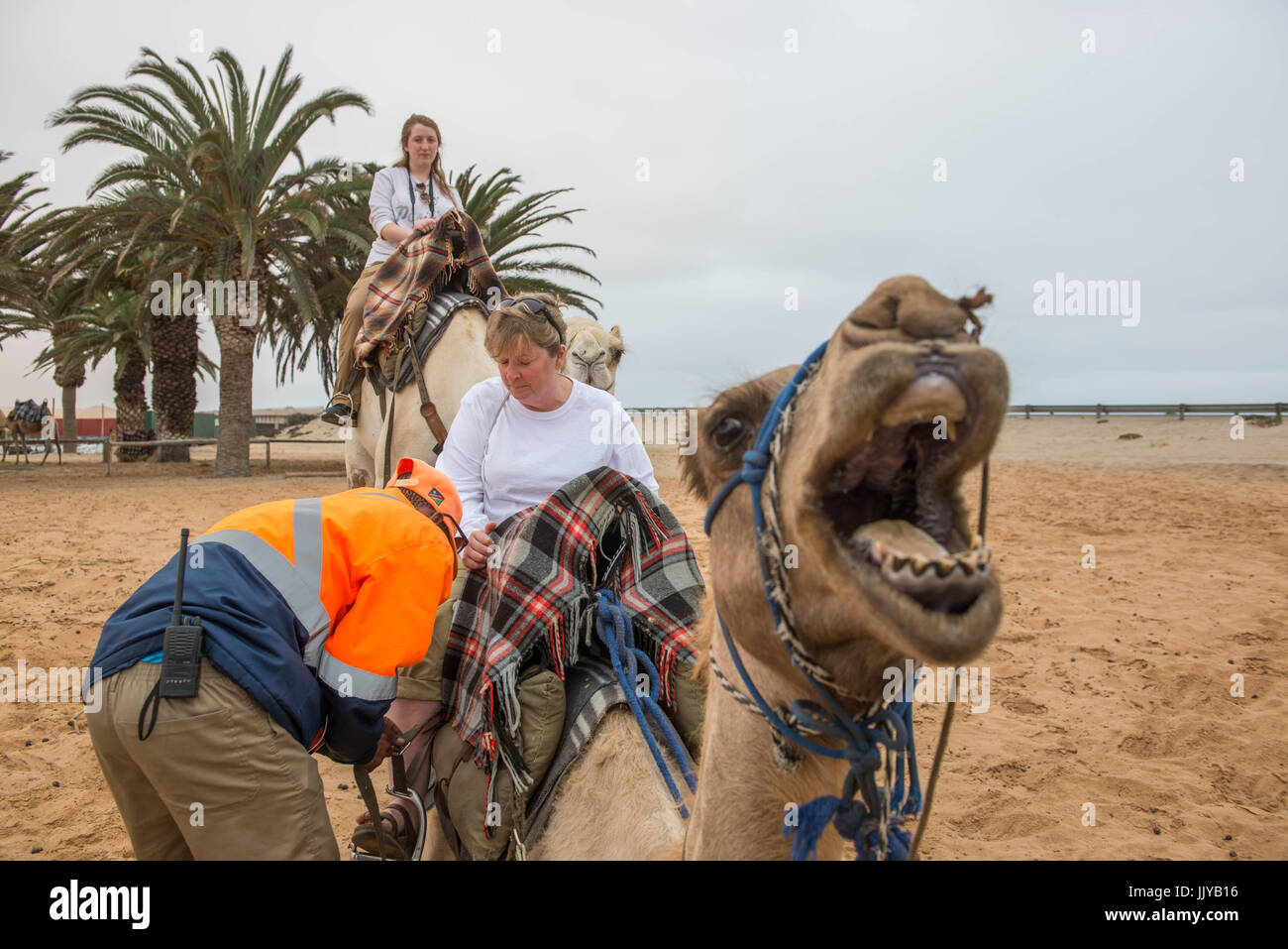 Tourists riding camels in the Namib Desert, Namibia, Africa Stock Photo ...