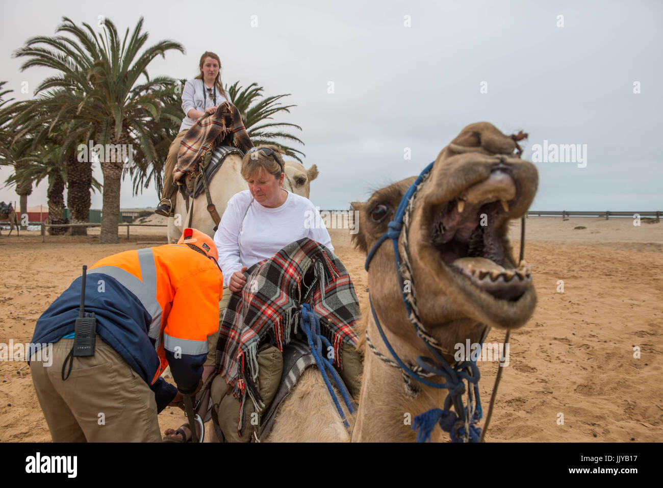 Tourists riding camels in the Namib Desert, Namibia, Africa Stock Photo ...