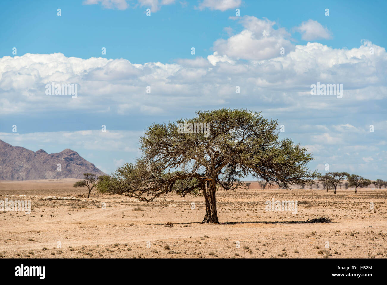 Acacia trees vegetation in dry hi-res stock photography and images - Alamy